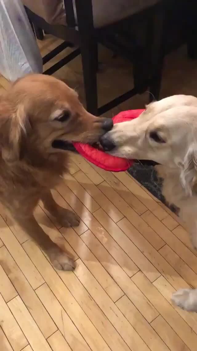 Smooshed snoots…. - iFunny