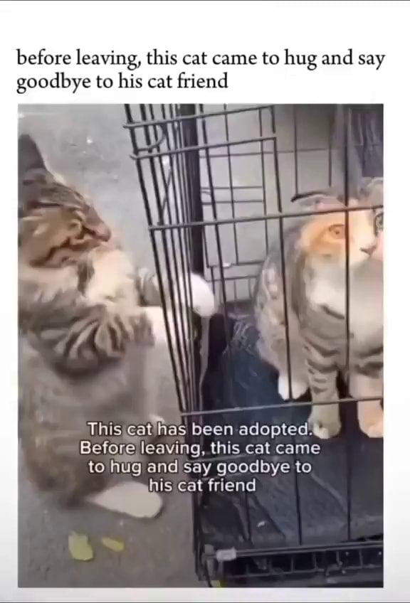 Before leaving, this cat came to hug and say goodbye to his cat friend ...