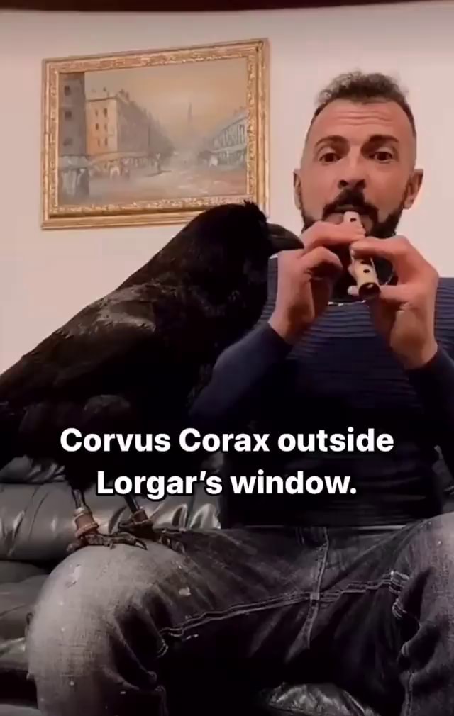 Corvus Corax outside Lorgar's window. - iFunny