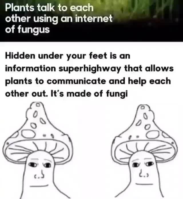 Plants talk to each other using an internet of fungus Hidden under your feet is an information ...