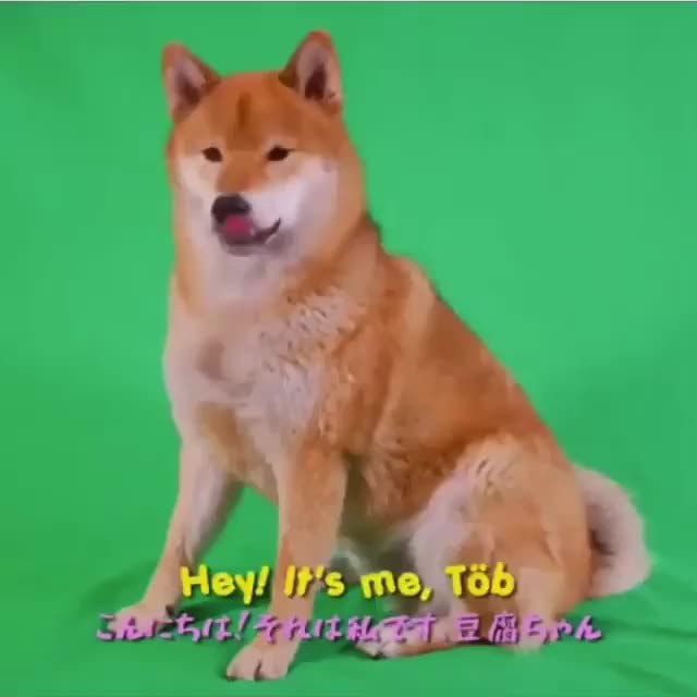 Video memes zkaH2egU6 by grodd: 0.7K comments - iFunny