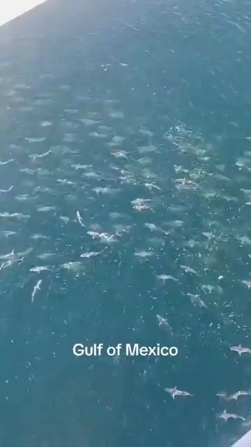 Viral video shows shark infested waters near an oil rig in the Gulf of ...