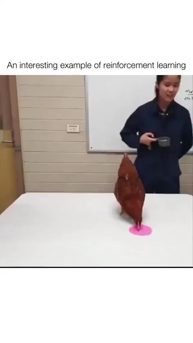 An interesting example of reinforcement learning - iFunny