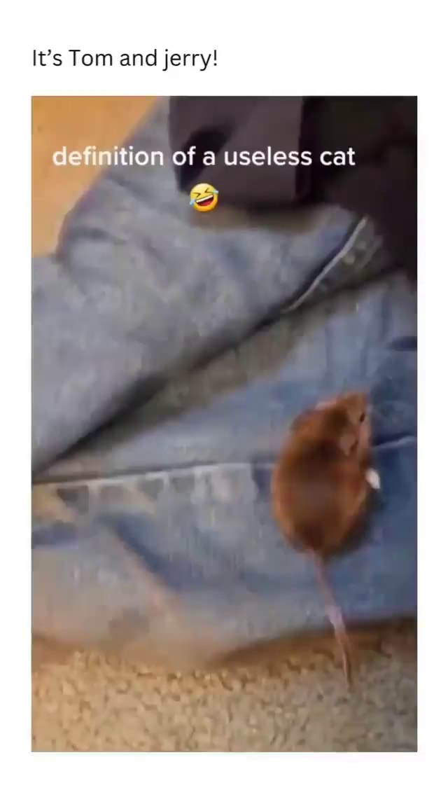 It's Tom and jerry! definition of a useless cat - iFunny