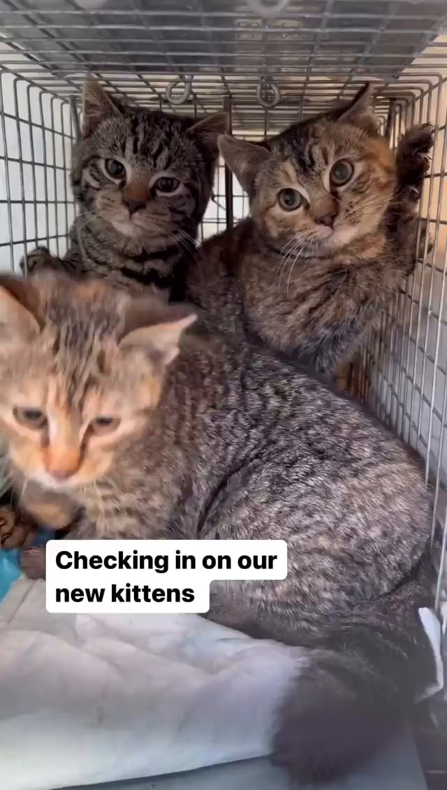 Checking in on our new kittens - iFunny