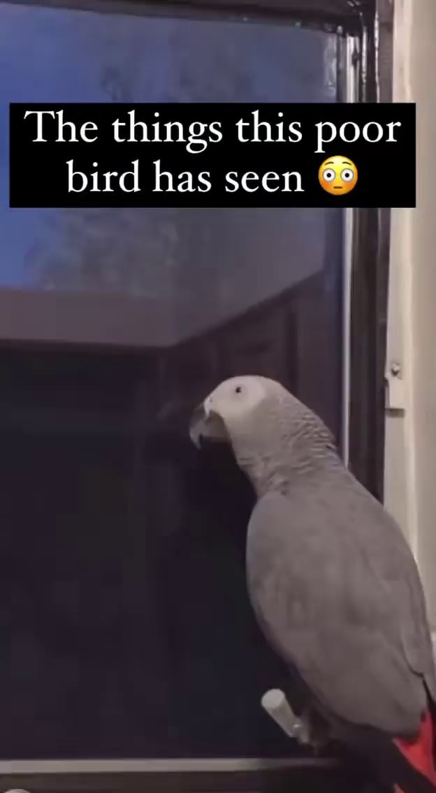 I The things this poor bird has seen I - iFunny