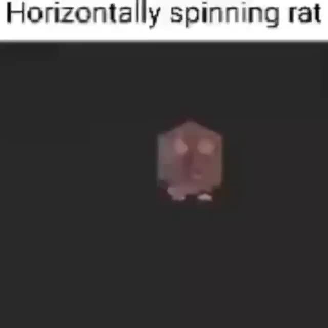 Horizontally spinning rat - iFunny