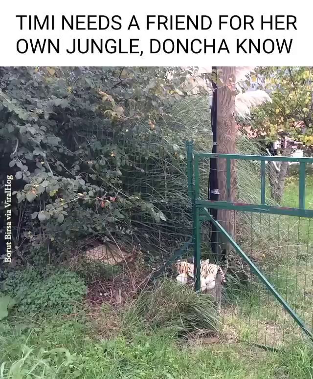 TIMI NEEDS A FRIEND FOR HER OWN JUNGLE, DONCHA KNOW Borut Birsa via ...