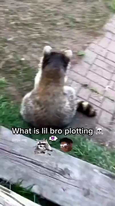 What is il bro plotting * - iFunny