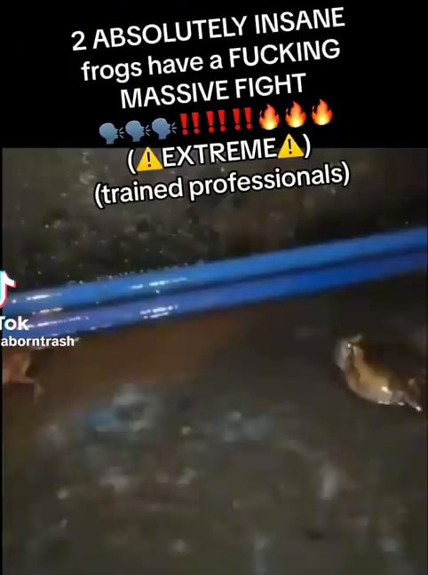 2 ABSOLUTELY INSANE frogs have FUCKING MASSIVE FIGHT EXTREME (trained professionals) trash" - iFunny