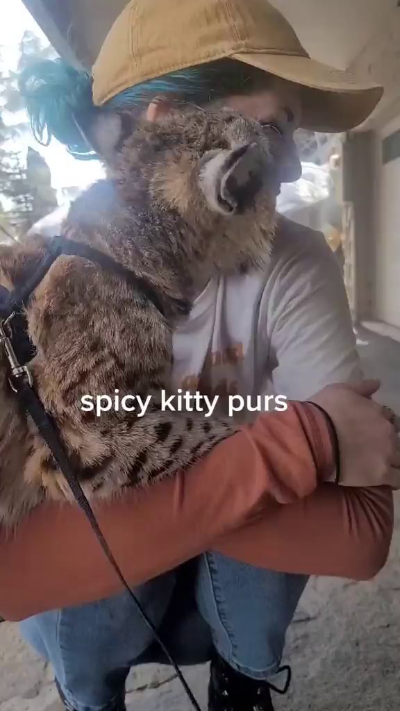 Spicy kitty purs - iFunny