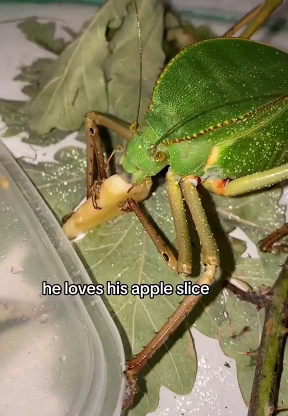 He loves his apple slice - iFunny