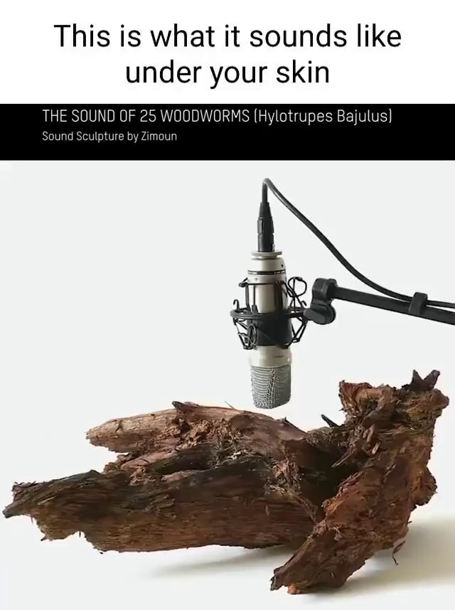 This is what it sounds like under your skin THE SOUMO OF 25 WOODWORMS ...