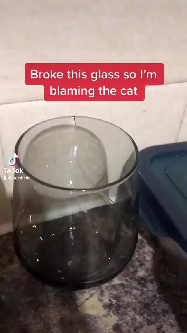 Broke this glass so I'm blaming the cat TikTok - iFunny