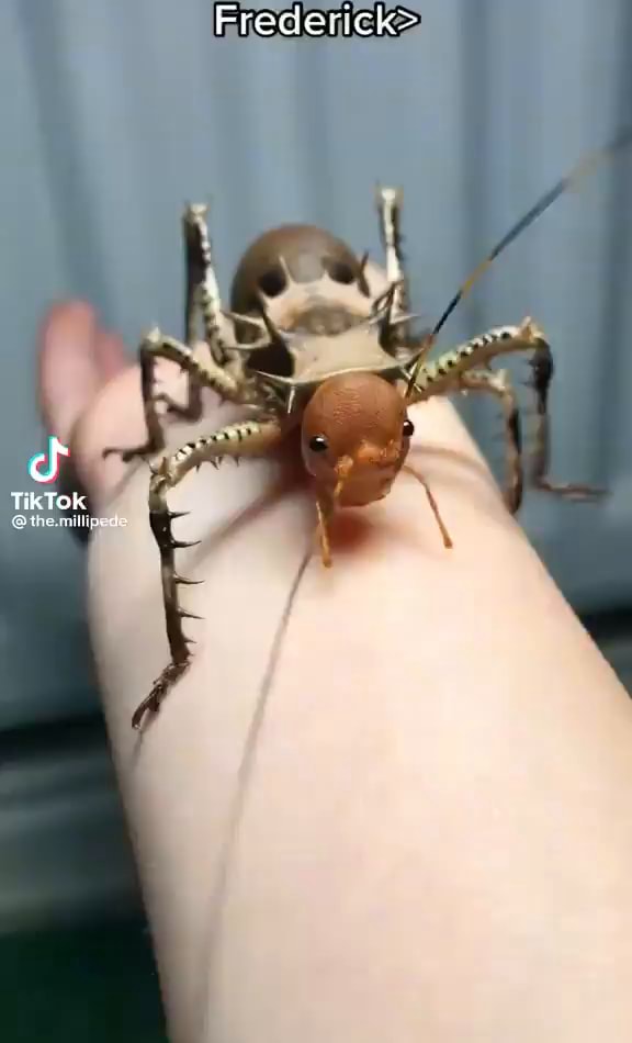 Frederick> OK - iFunny