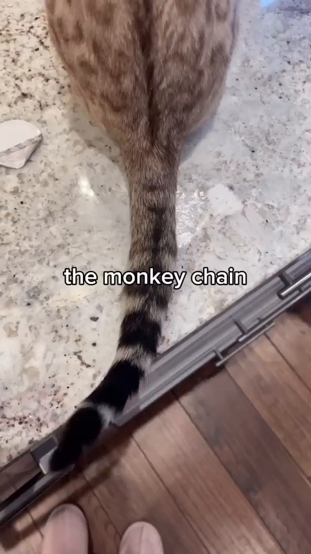 The monkey chain - iFunny