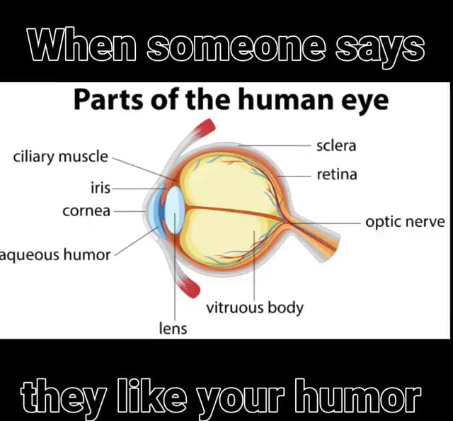 Says Parts of the human eye ai sclera ciliary muscle retina Iris cornea ...