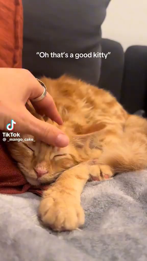 "Oh that's a good kitty" TikTok margo core - iFunny