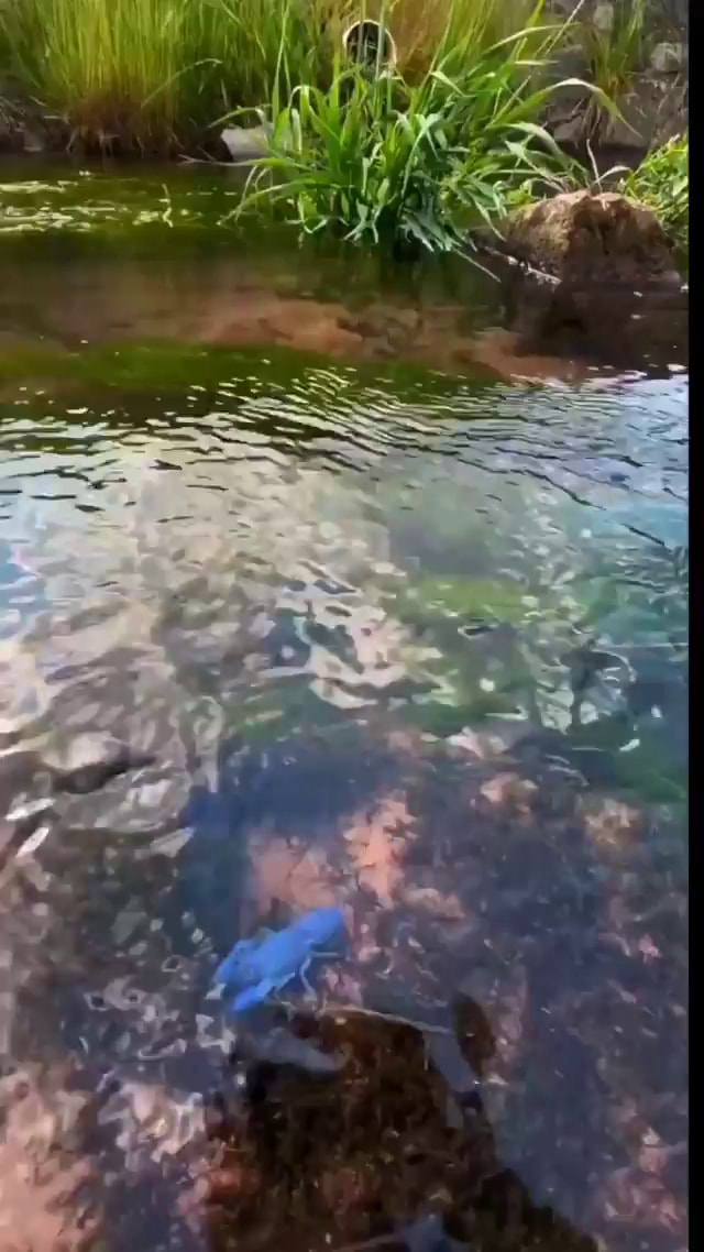 Blue Crawfish - iFunny
