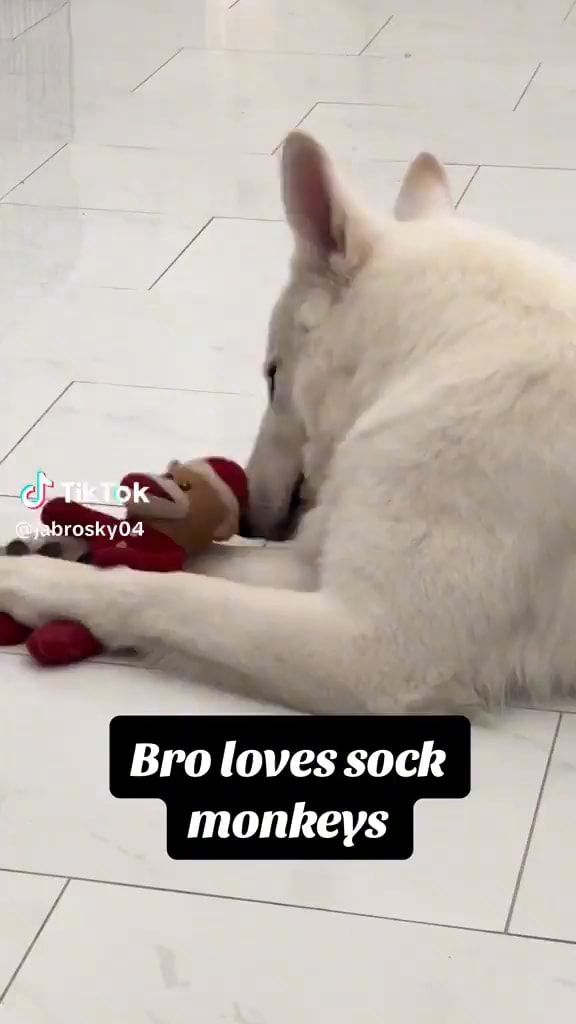 Ch Tik Tok meyabrosky04 Bro loves sock monkeys - iFunny