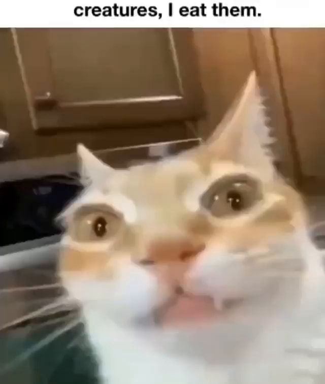 Creatures, I eat them. - iFunny