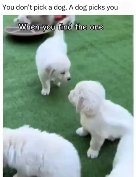 You don't pick a dog. A dog picks you When you find the one - '~S - iFunny