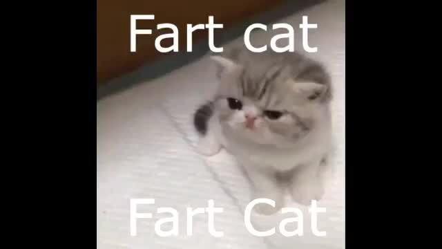 Fart cat Fart Cat - iFunny
