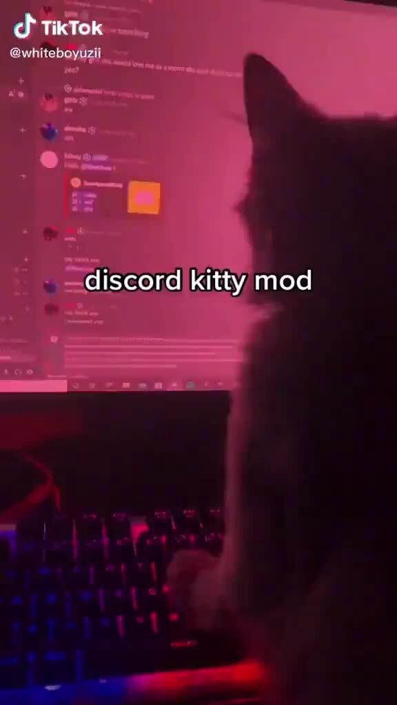 Tik Tok discord kitty mod - iFunny