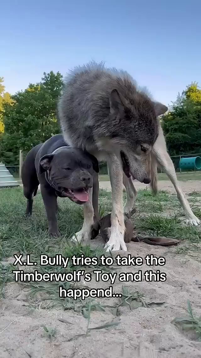X.L. Bully tries to take the Timberwolf's Toy and this happend... - iFunny