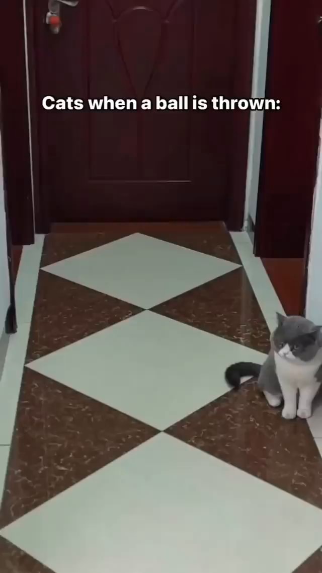 Cats when a ball is thrown: - iFunny