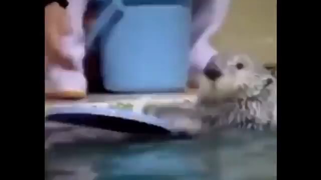 Video memes 7yziAM9r9 by Bluewing1337_2019 - iFunny