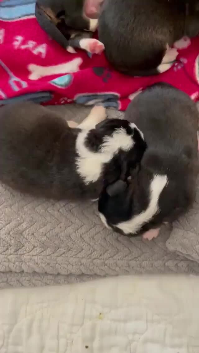 The single pup is in the Incubator until his lungs sound more clear ...