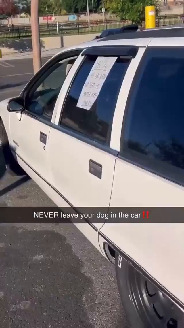 NEVER leave your dog in the car - iFunny