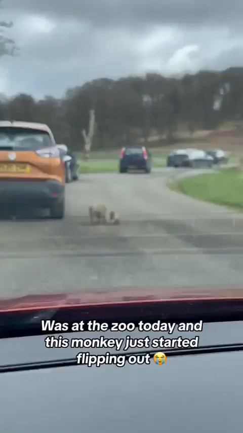 Was at the zoo today and this monkey just started flipping out - iFunny