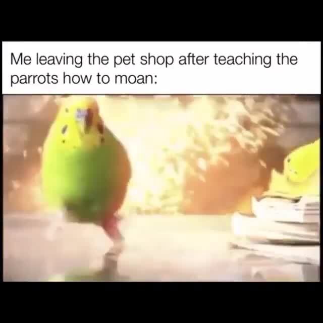 Me leaving the pet shop after teaching the parrots how to moan: - iFunny