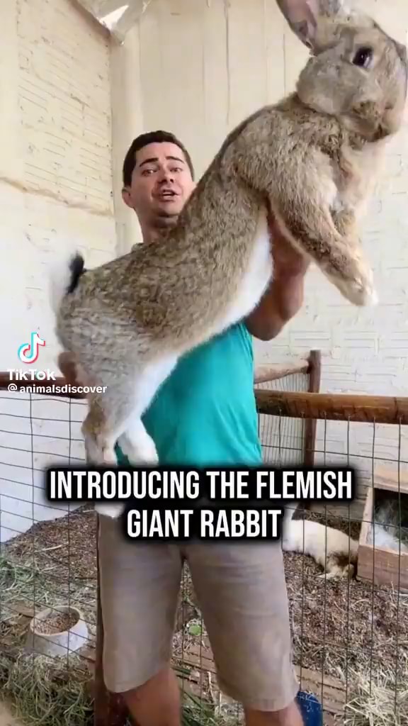 TikTok 'S animatsdiscover INTRCDUCING THE FLEMISH GIANT RABBIT - iFunny