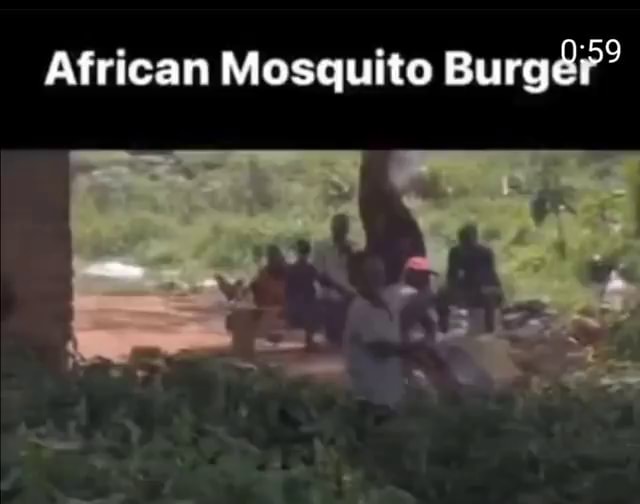 African Mosquito Burger" - iFunny