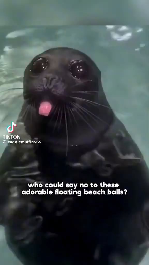 Cf Tik Tok who could say no to these adorable floating beach balls ...