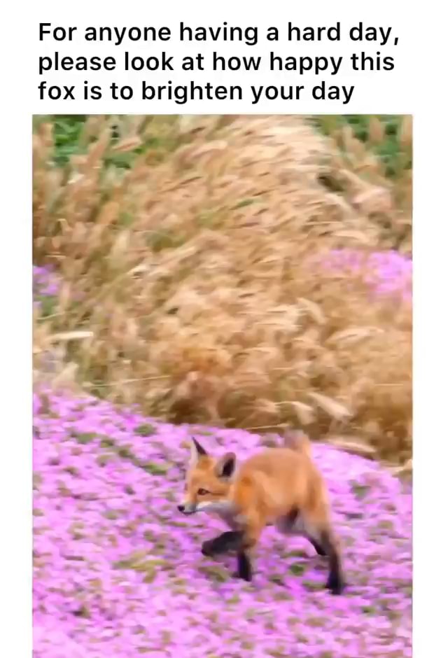 For anyone having a hard day, please look at how happy this fox is to ...