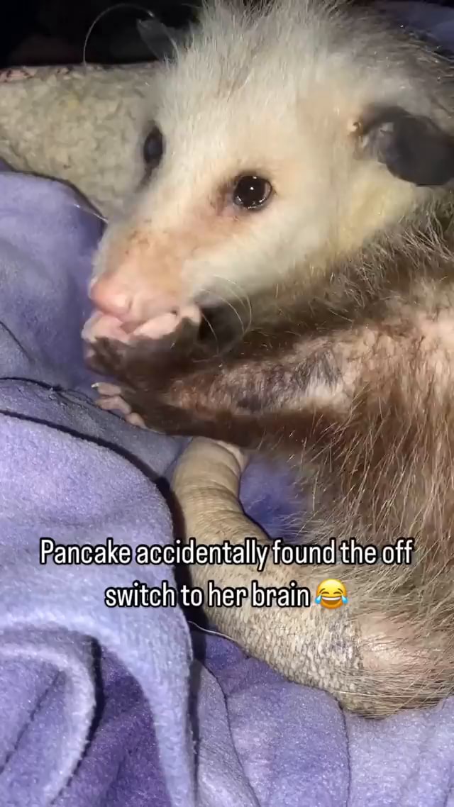 Pancake accidentally found the off switch to her brain - - iFunny