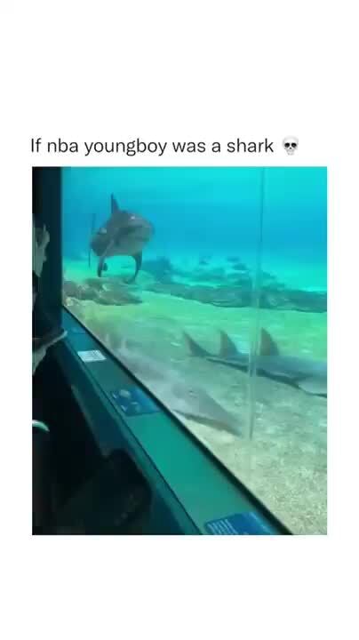 If nba youngboy was a shark - iFunny