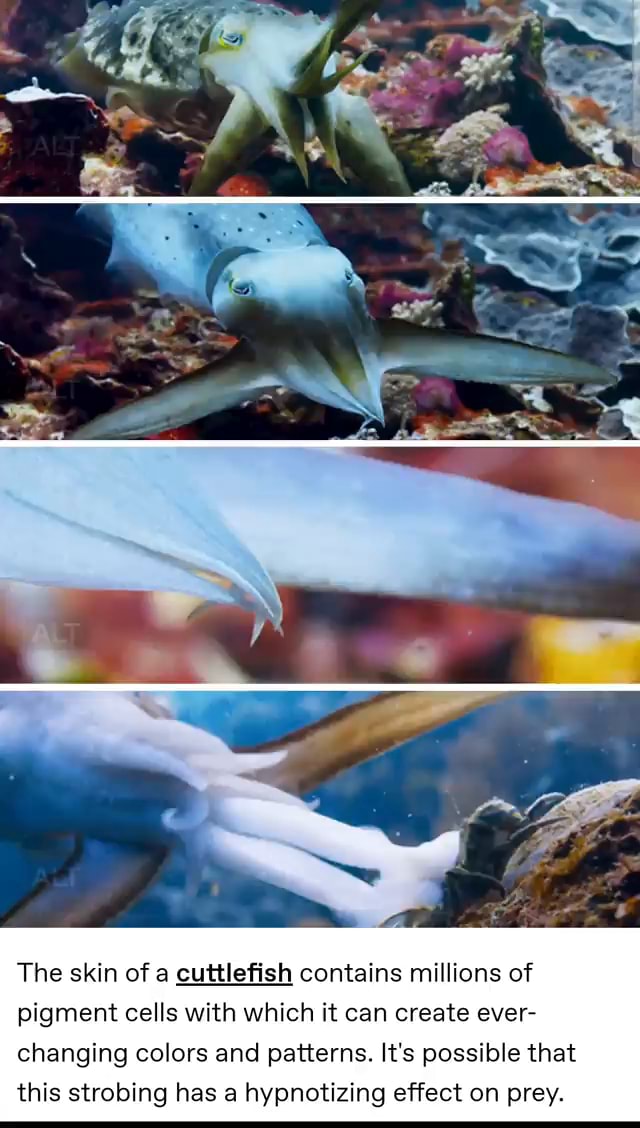 The skin of a cuttlefish contains millions of pigment cells with which ...