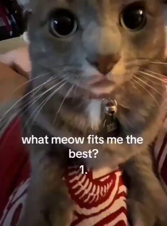 What meow fits me the best? - iFunny