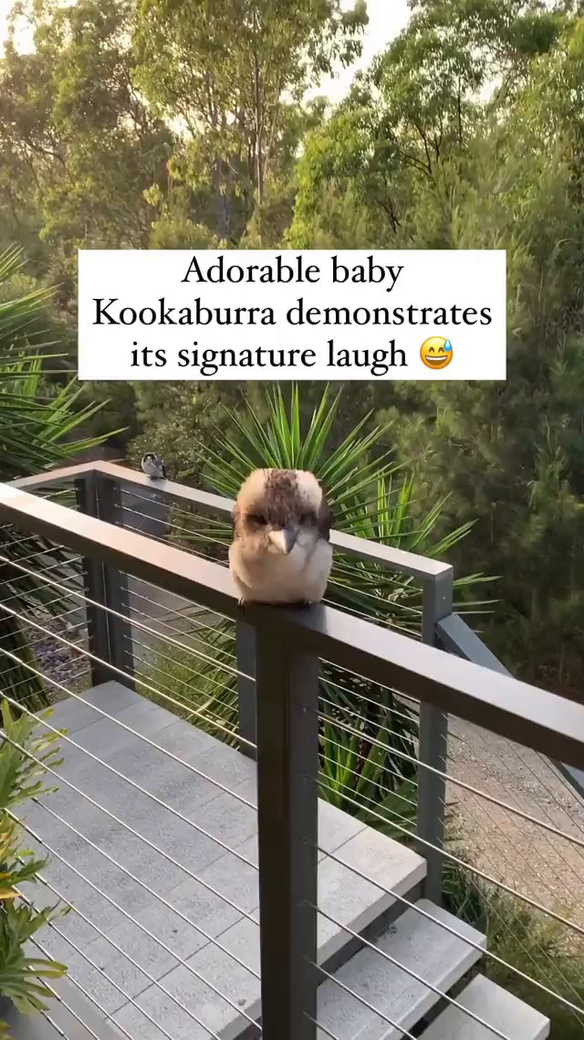 Adorable baby Kookaburra demonstrates I its signature laugh - iFunny