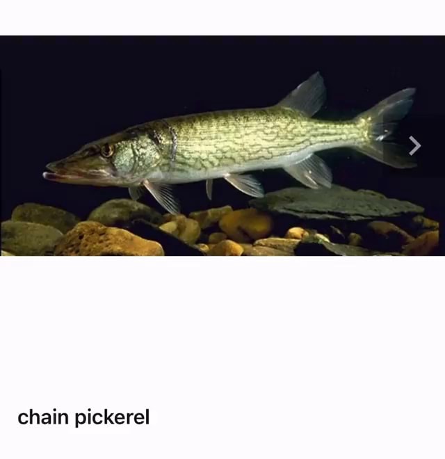 Chain pickerel - iFunny