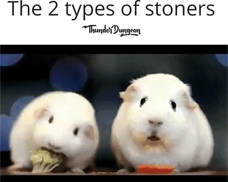 The 2 types of stoners - America’s best pics and videos
