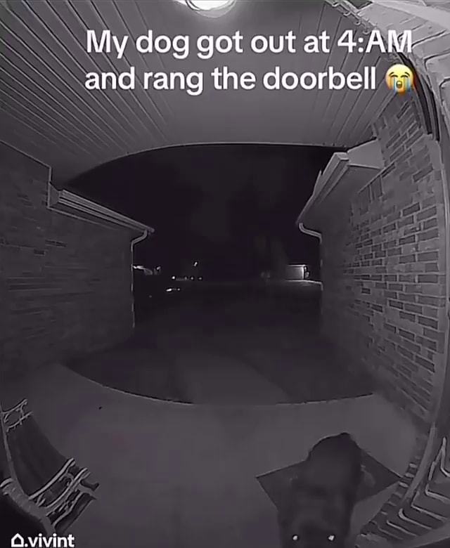 My dog got out at and rang the doorbell SS Ovivint - iFunny