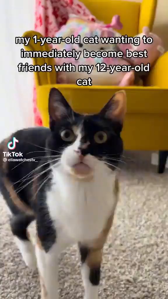Iny 1-year-old cat wanting to immediately become best ffiends with my ...