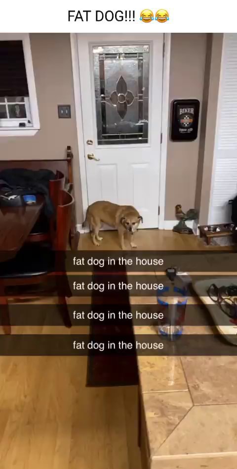 FAT DOG!!! fat dog in the house fat dog in the house fat dog in the ...