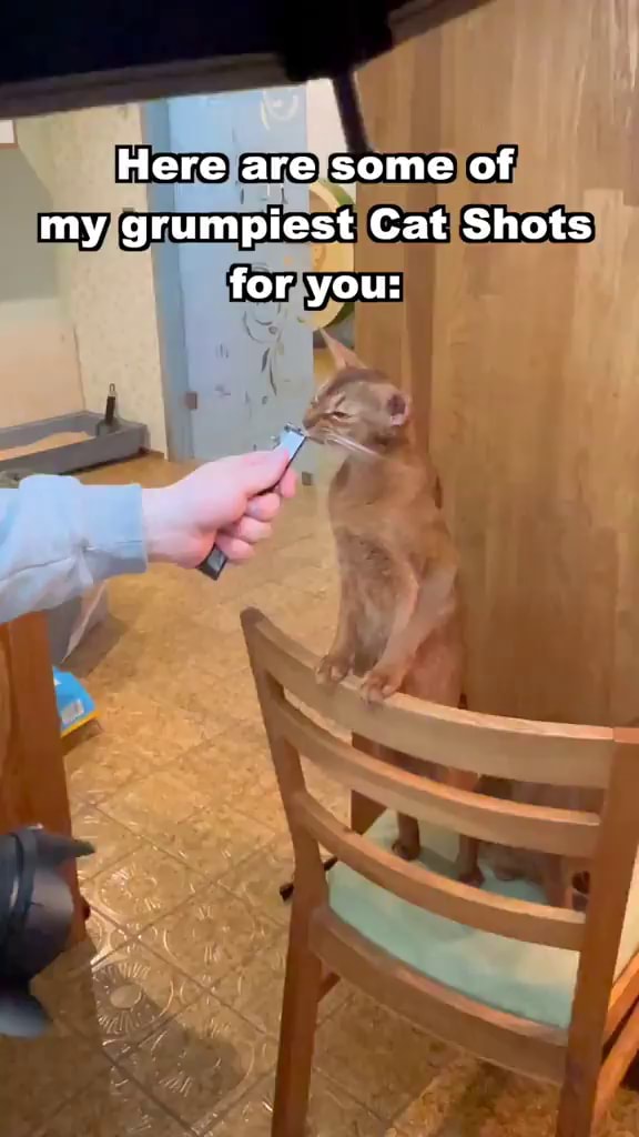 Here are some of my grumpiest Cat Shots for you: IN I - iFunny